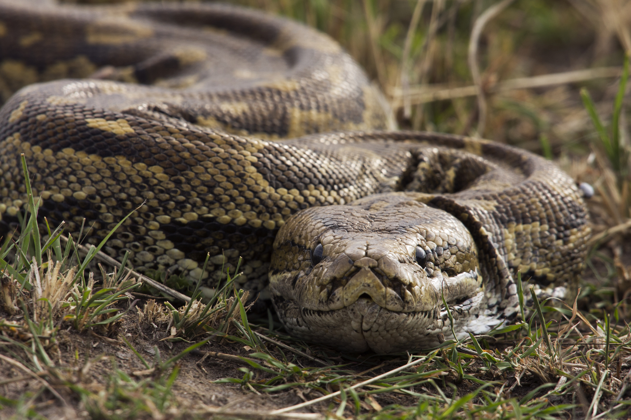 SEE IT: Woman wins 2025 Florida Python Challenge as record amount of snakes removed